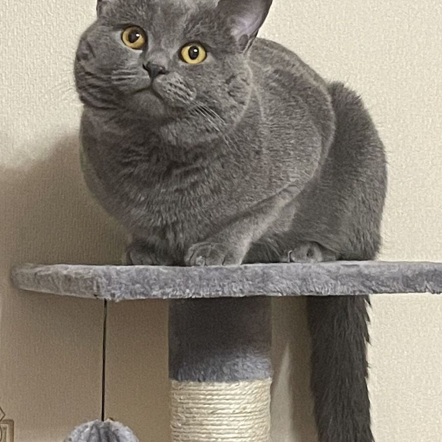 Шотландский кот на вязку