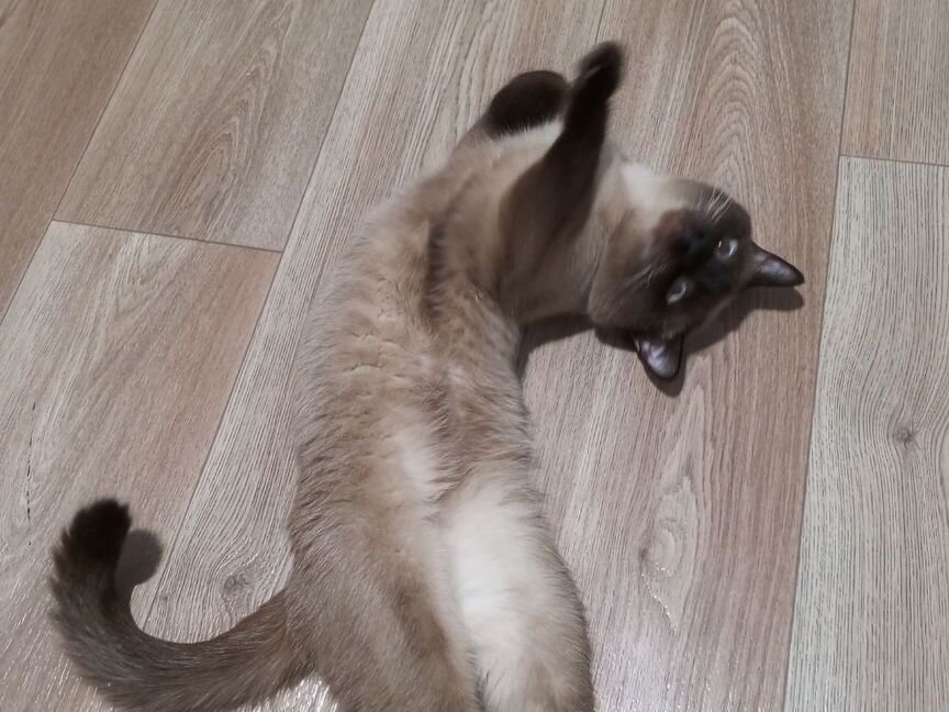 Кот в добрые руки