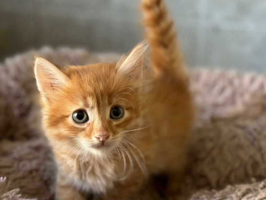 Котята ищут дом