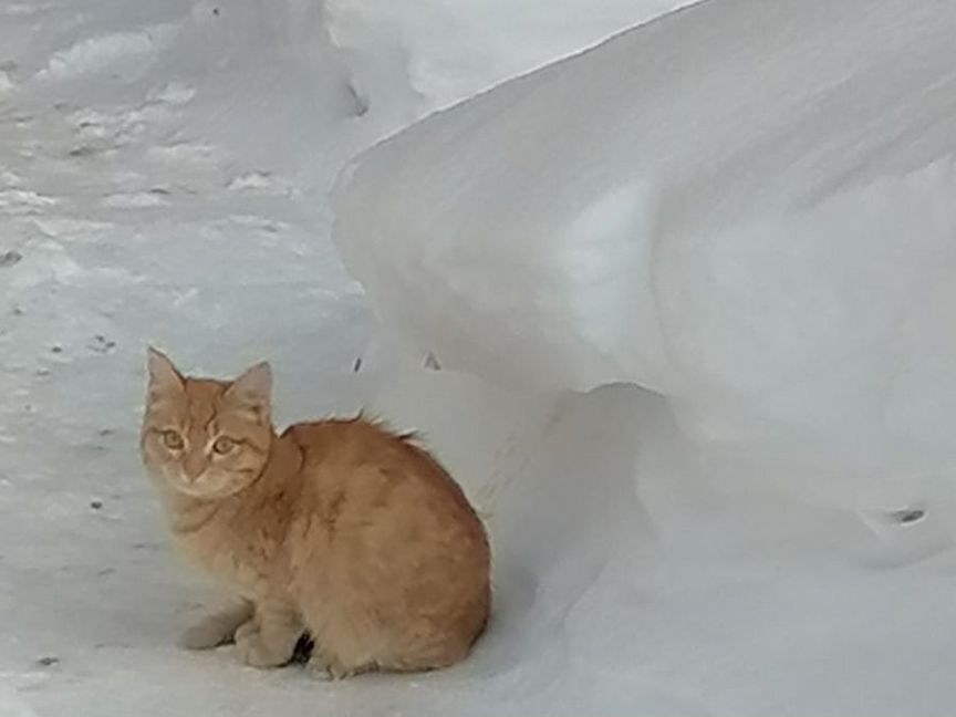 Котёнок
