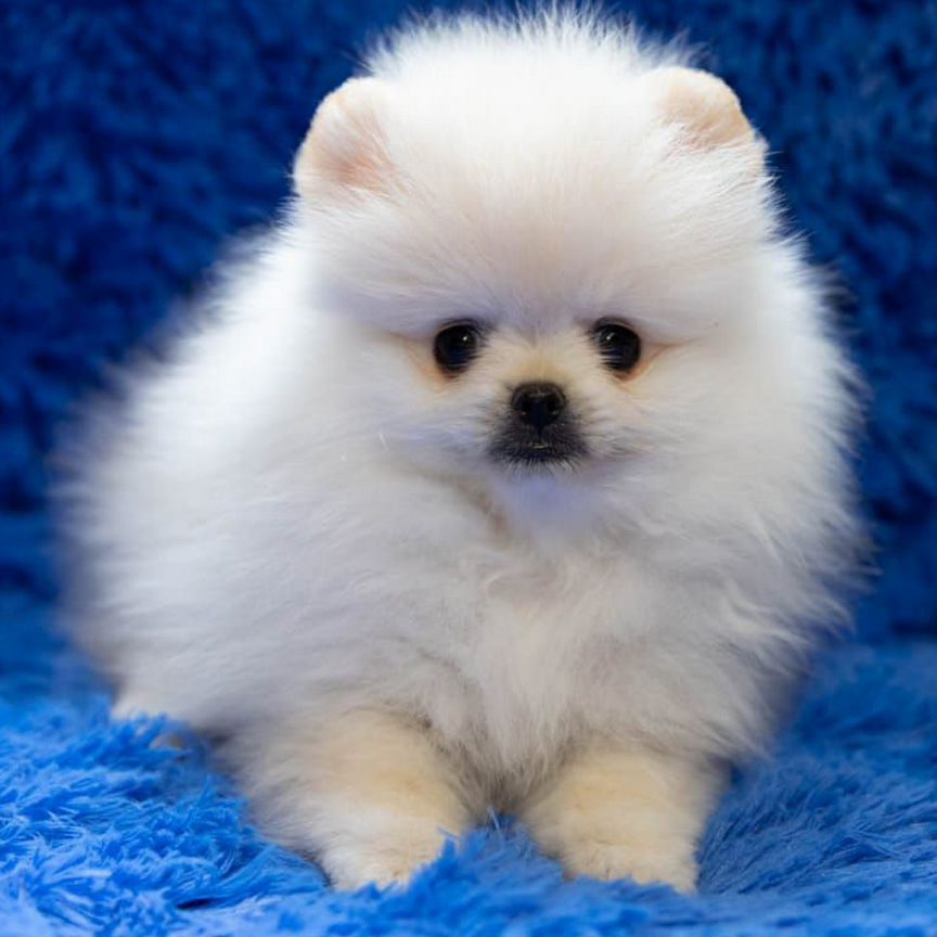 Померанский шпиц, щенок