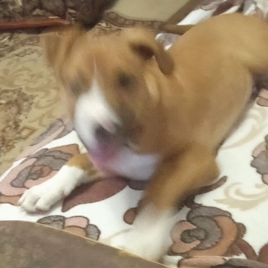 Отдам в добрые руки