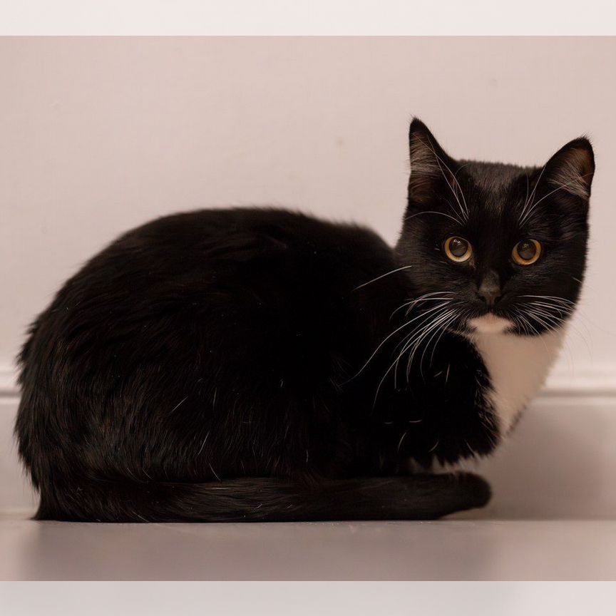 Взрослая, Девочка кошка в добрые руки