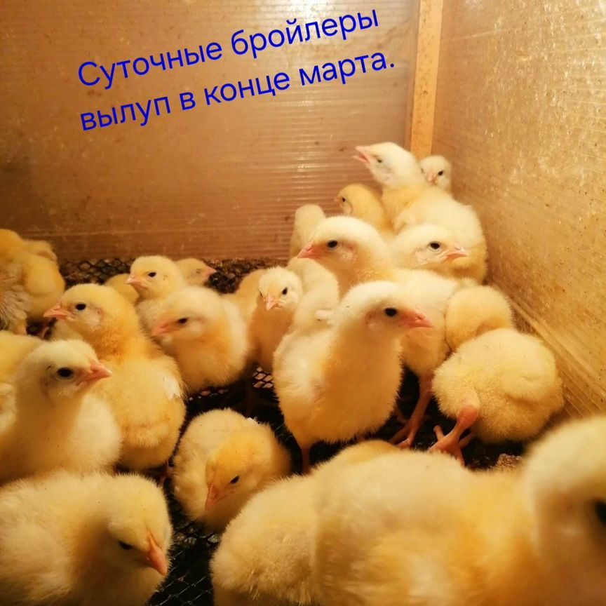 Продам бройлеров