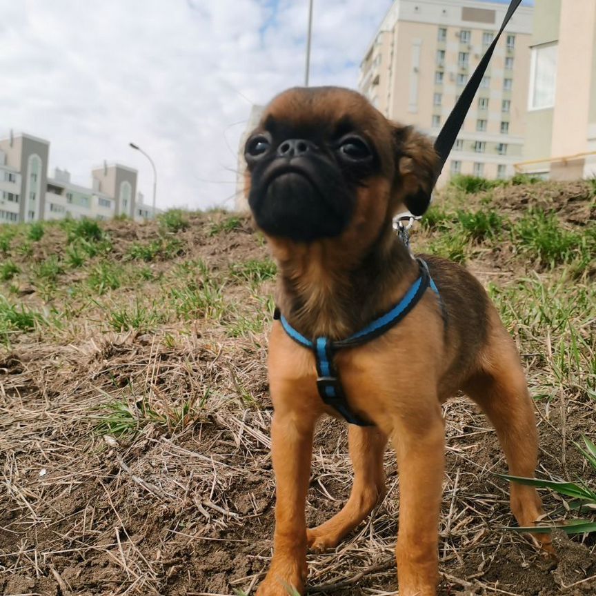 Щенок пти брабансон