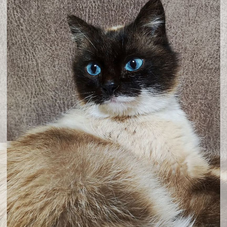 Тайская, взрослая кошка