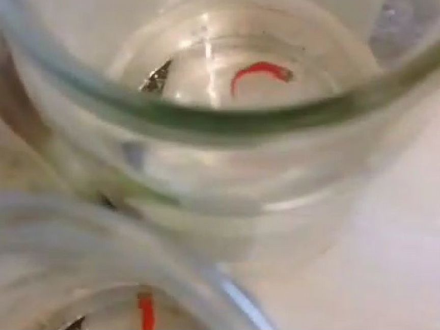 Отдам даром аквариумные рыбок