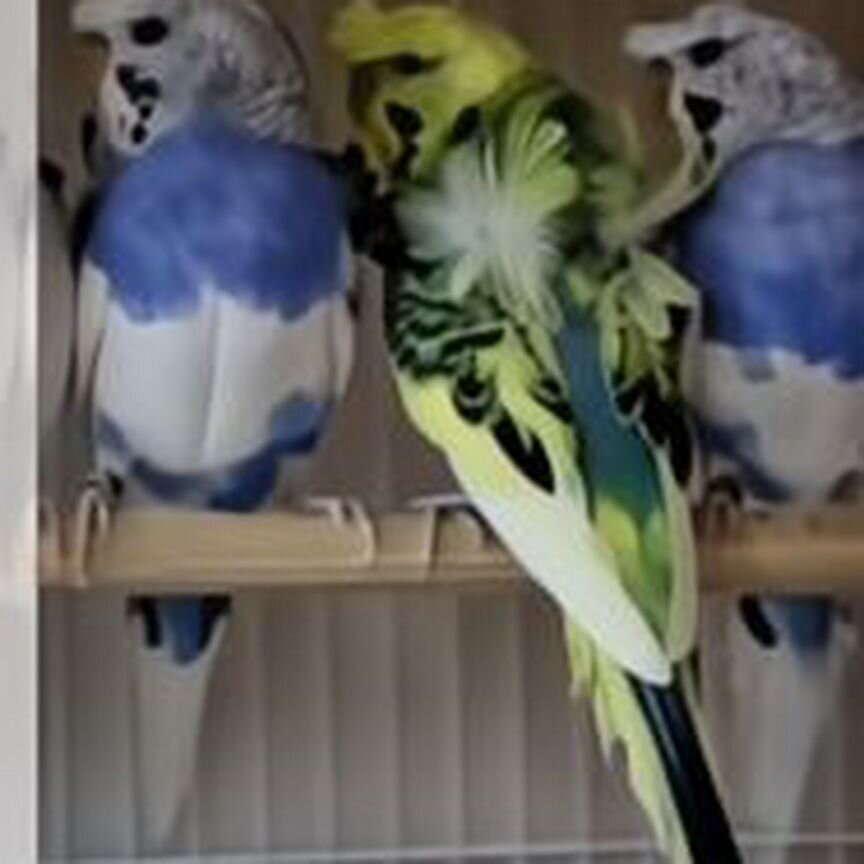 Попугай Хагоромо