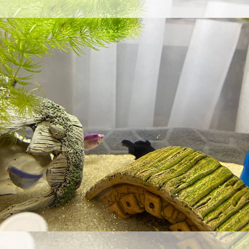 Аквариум с рыбками и наполнением