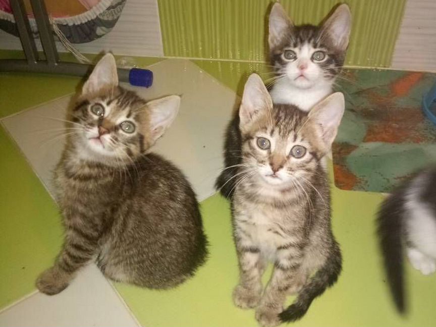 Котята от шотландской вислоухой кошки