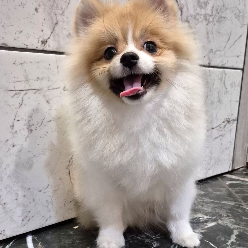 Померанский шпиц мини мишка мальчик