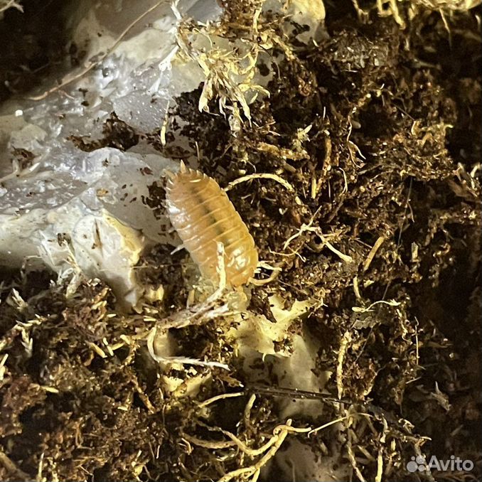 Мокрица porcellio leavis Orenge