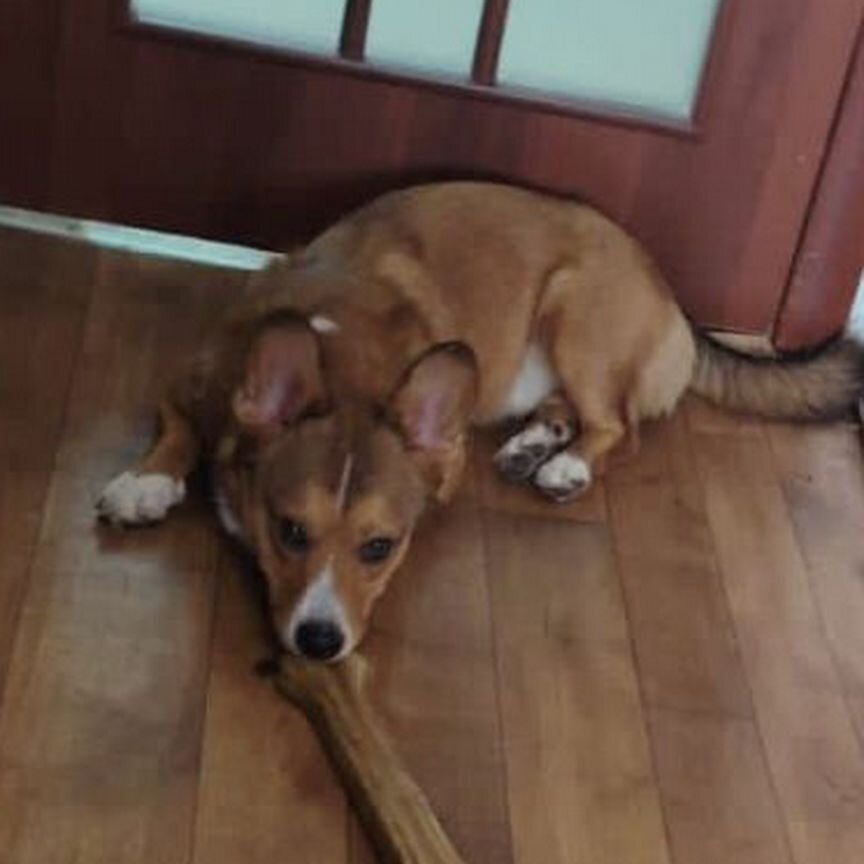 Вельш Корги Кардиган, щенок