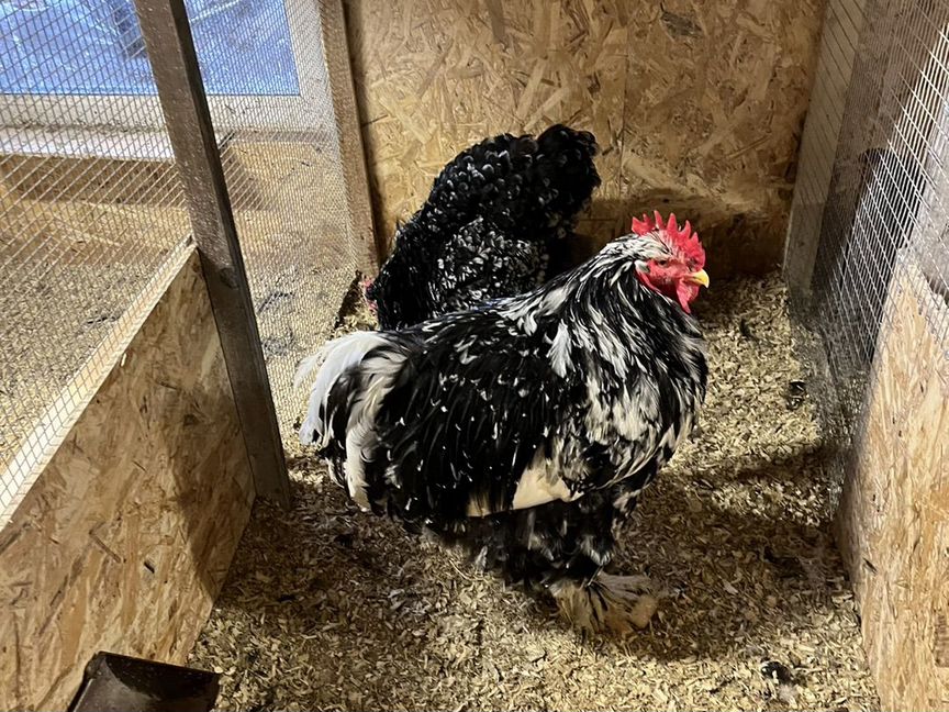 Куры яйцо элитных пород Кохинхин,Брама