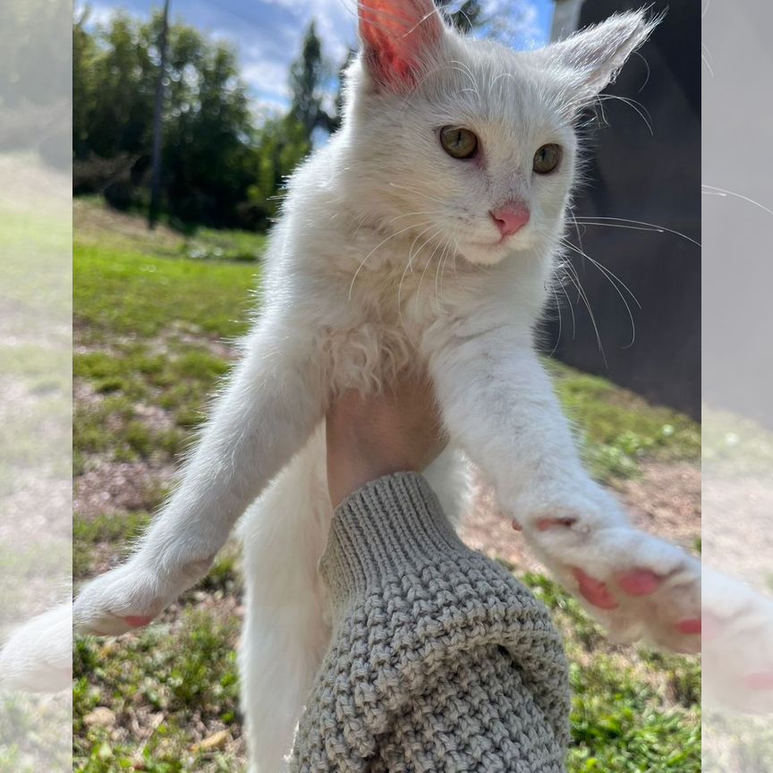 Белоснежный котенок
