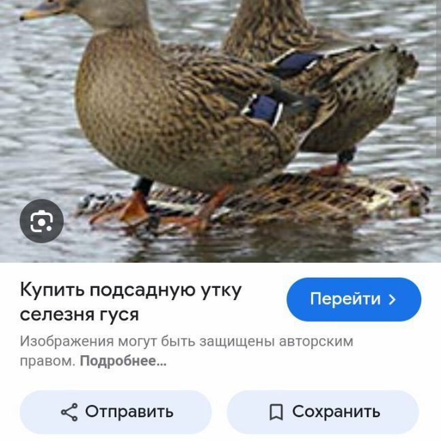 Утки подсадные для охоты