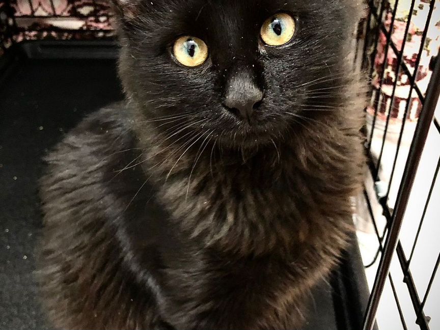 Мейсон в добрые руки