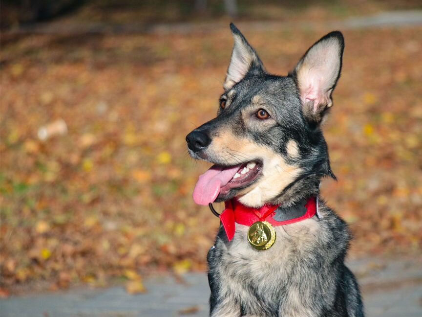 Девочка 1 год, прошла курс дрессировки