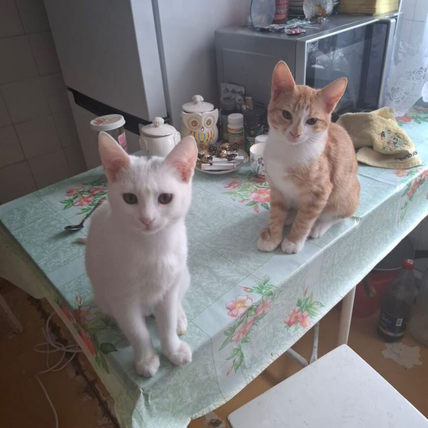 Котята в добрые руки бесплатно