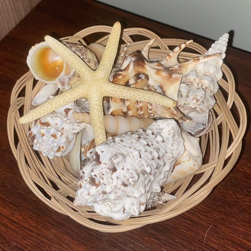 Морские ракушки