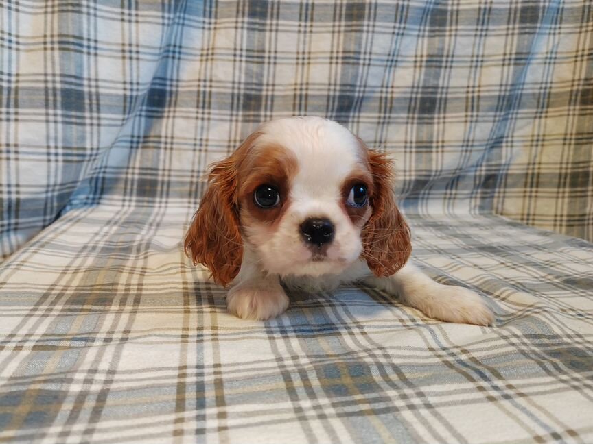 Кавалер кинг чарльз спаниель