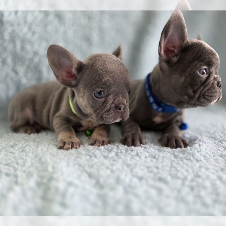Французский бульдог, щенок