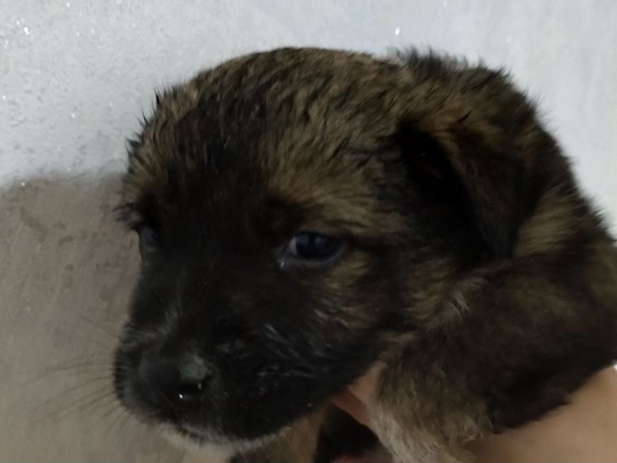 Одам в добрые руки