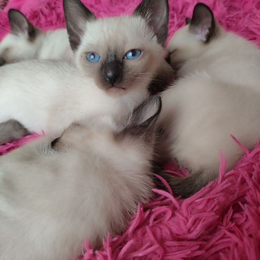 Тайские котята