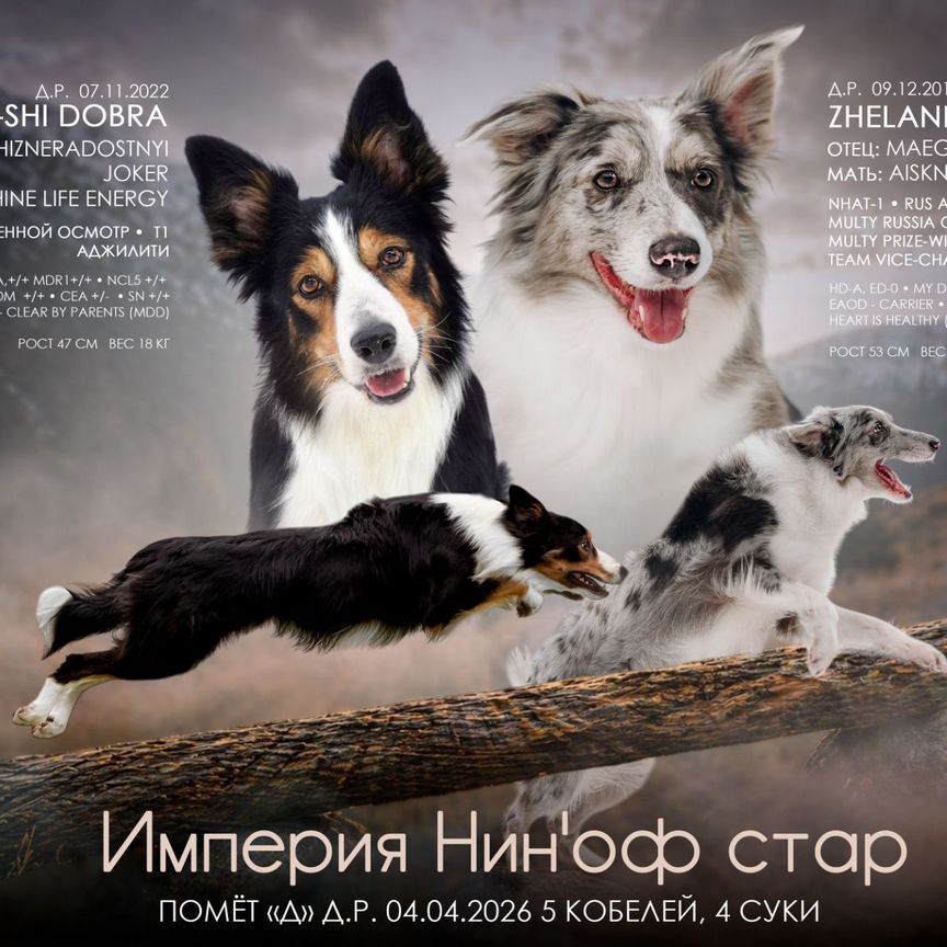 Бордер-колли, щенок