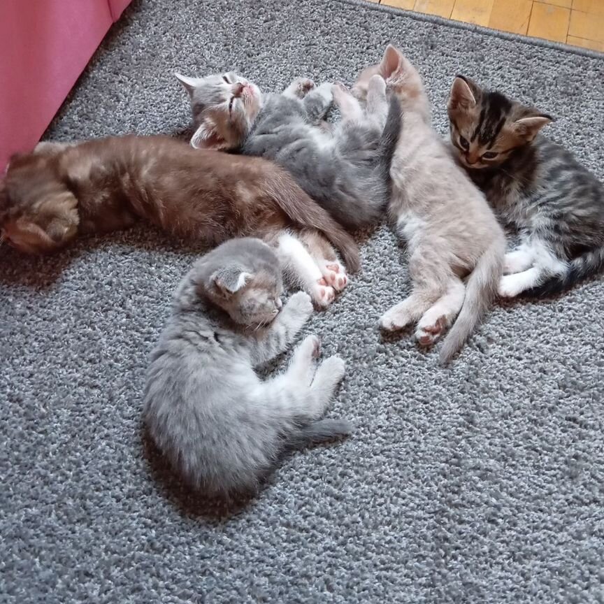 Скоттиш фолд