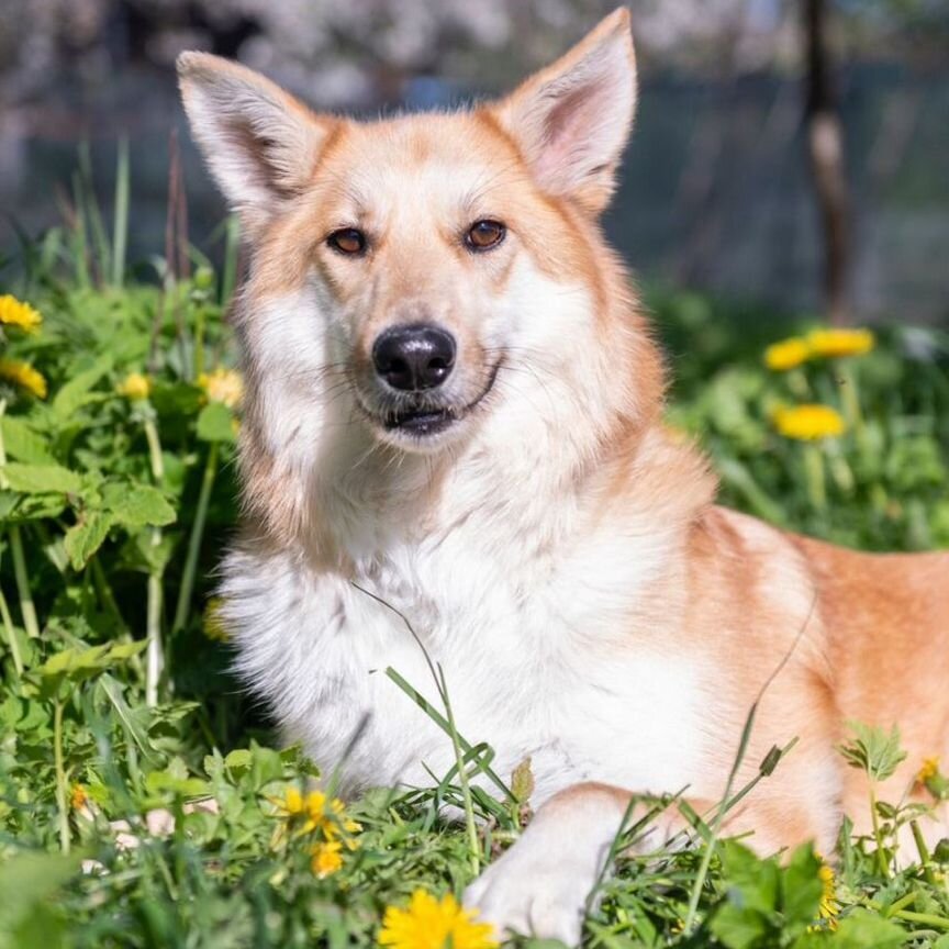 Собака в добрые руки