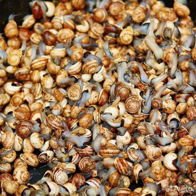 Виноградные улитки. Виноградная улитка