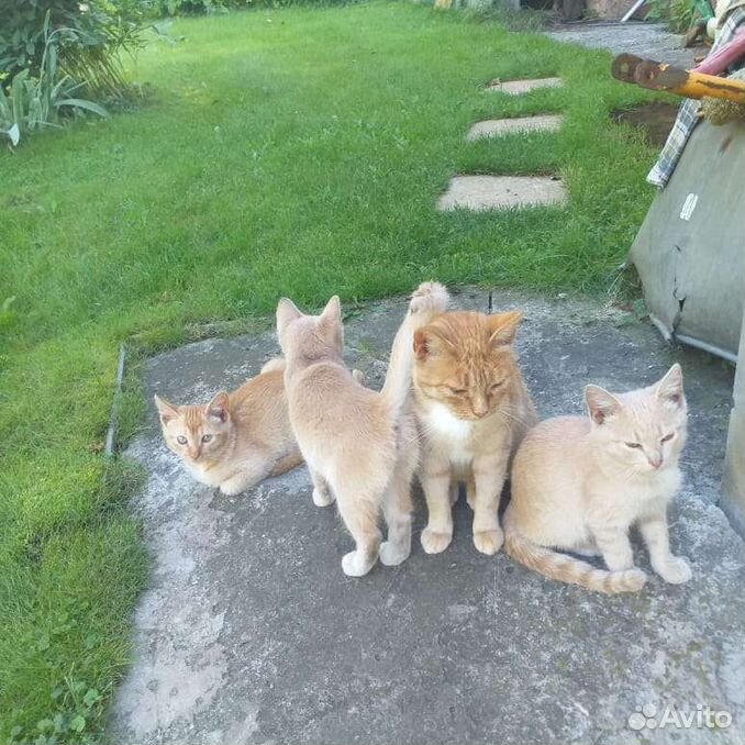 Рыжие котята (девочки) и кошка пропадают на дачах