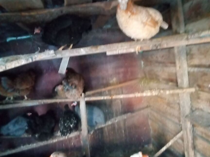 Куры цыцырки гуси