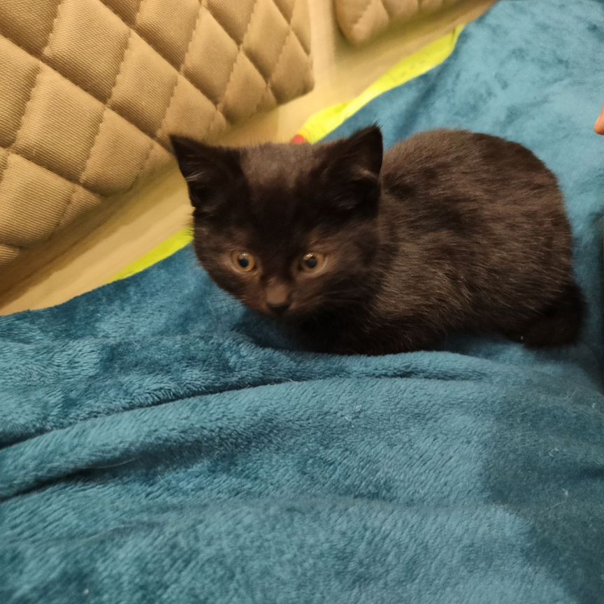 Котик бесплатно