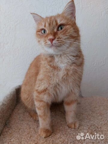 Кошечка Яся ищет дом