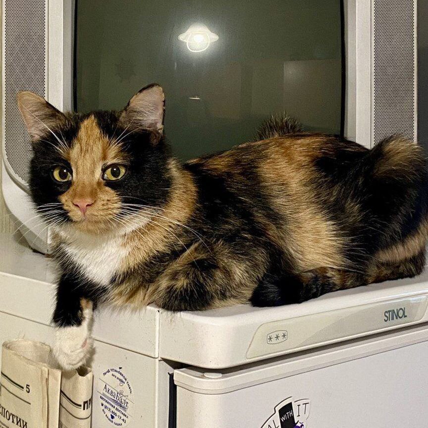 Взрослая, Девочка кошка в добрые руки