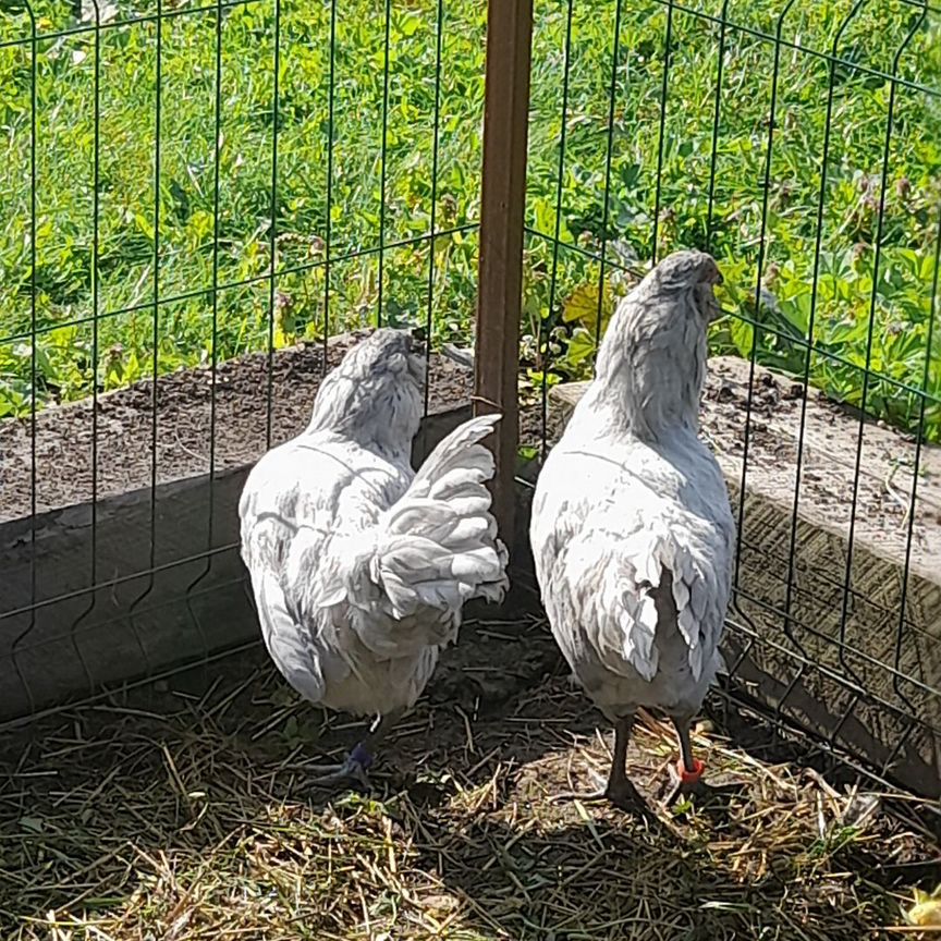 Петушки амераукана лаванда