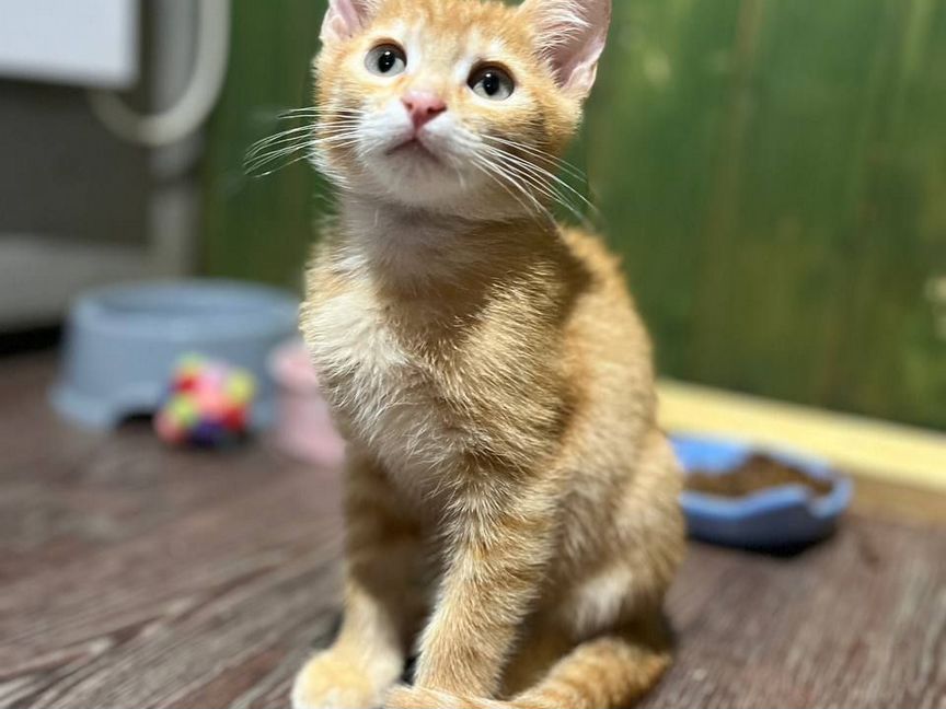 Рыжий котенок в добрые руки