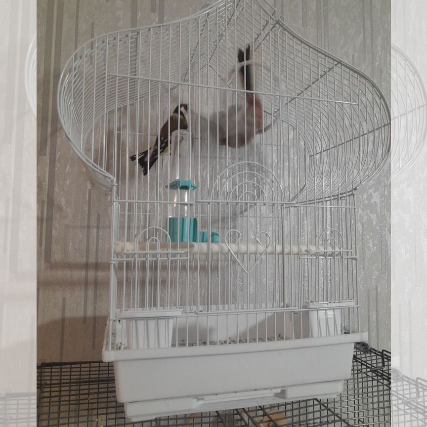 Певчие лесные птицы