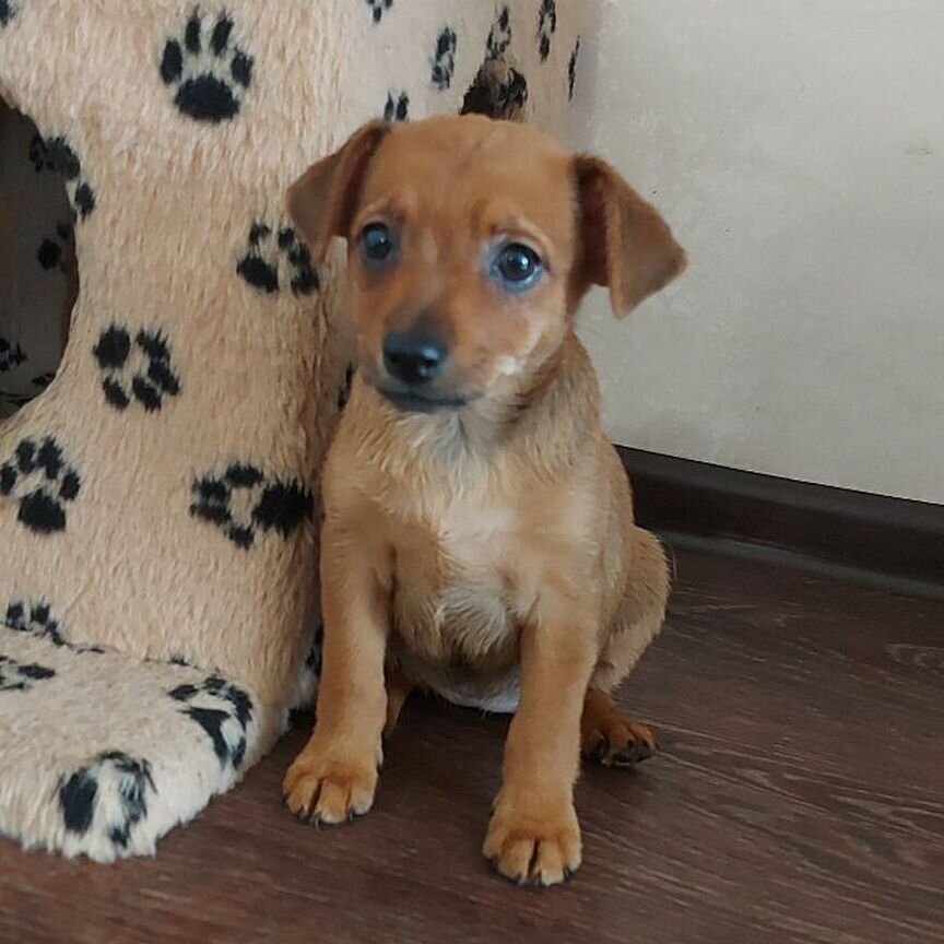 Щенок цвергпинкчер