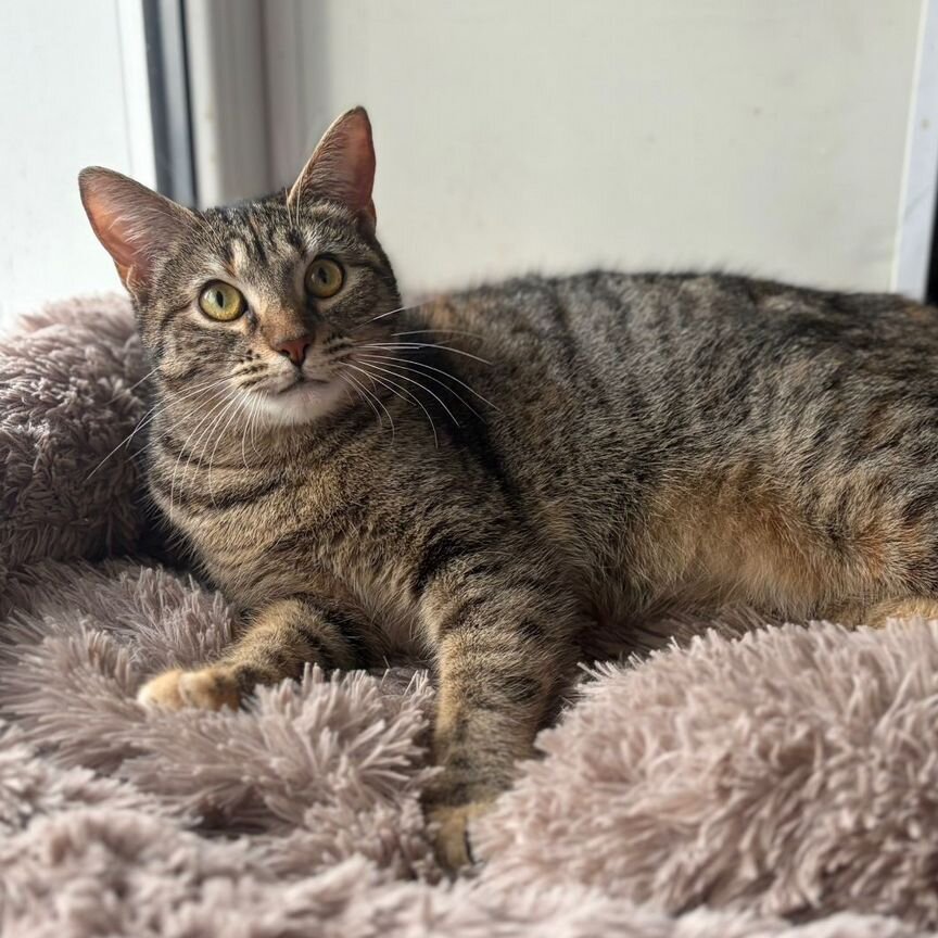 Взрослая, кошка в добрые руки