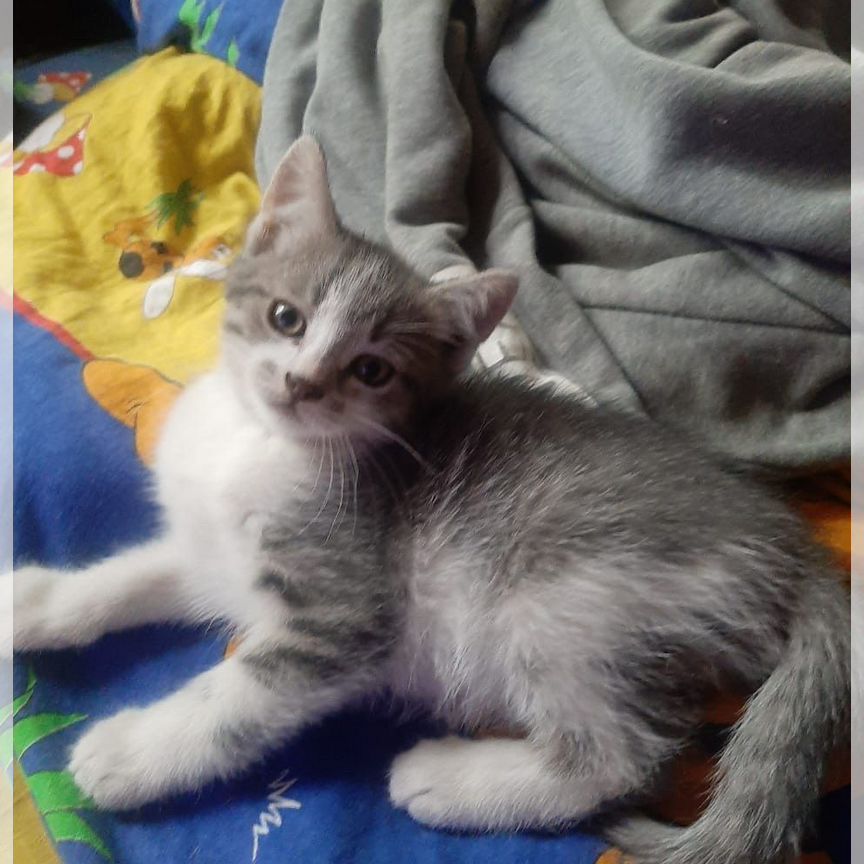 Котята в добрые руки бесплатно