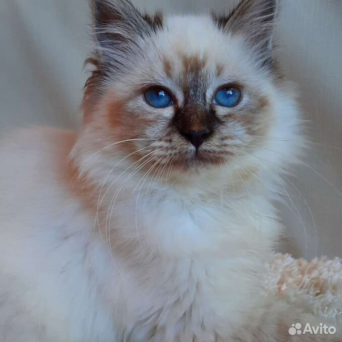 Подрощенные котята редкой породы