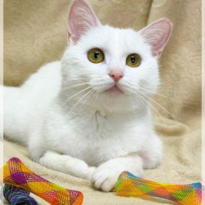 Взрослая, кошка в добрые руки