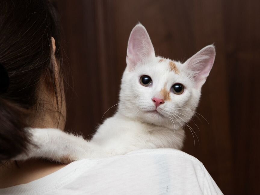 Белый котёнок в дар