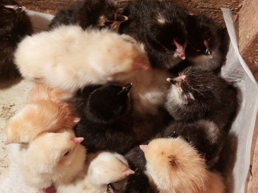 Цыплята, яйцо инкубационное