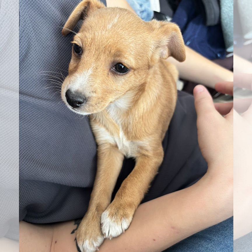 Русский охотничий спаниель, щенок