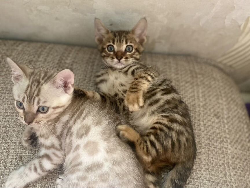 Бенгальские котята
