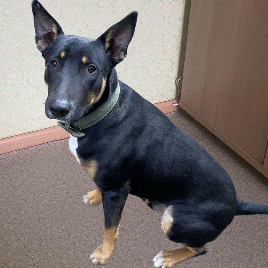 Бультерьер, щенок